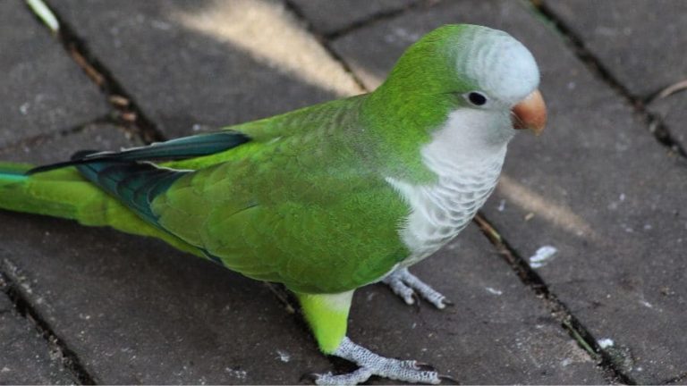 Espécies de Periquitos: Descubra os Tipos Mais Surpreendentes da Natureza