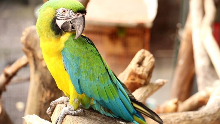 Araras: Família, Espécies, Características, Ameaças e Cuidados